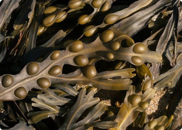 ‘Deze Notpla snackbakjes voldoen aan de SUP-regeling’